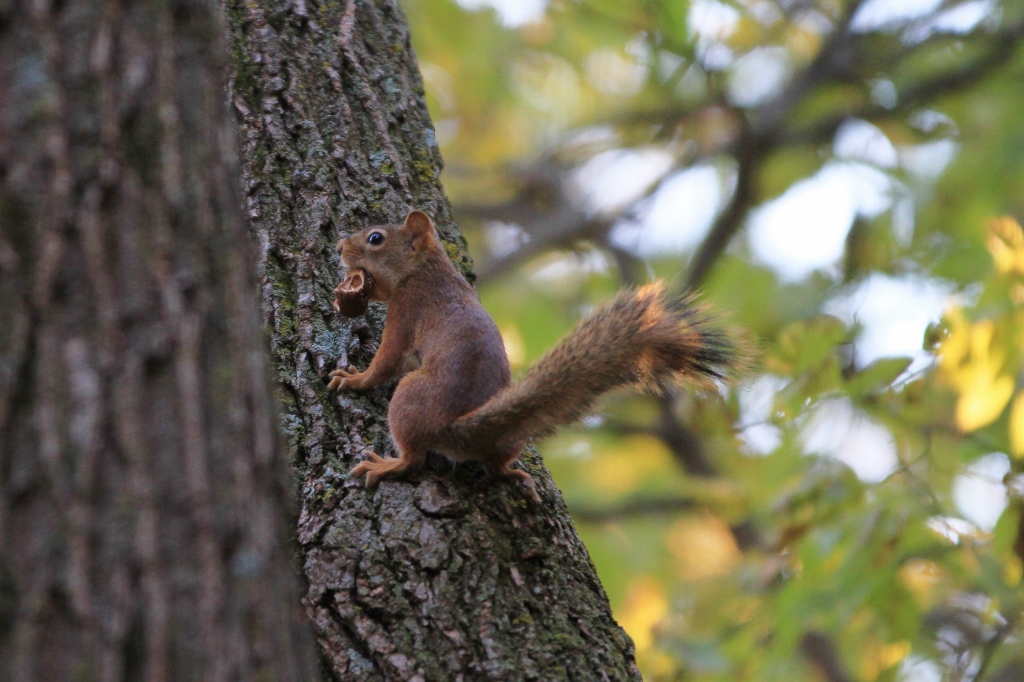 Squirrel | Pics4Learning