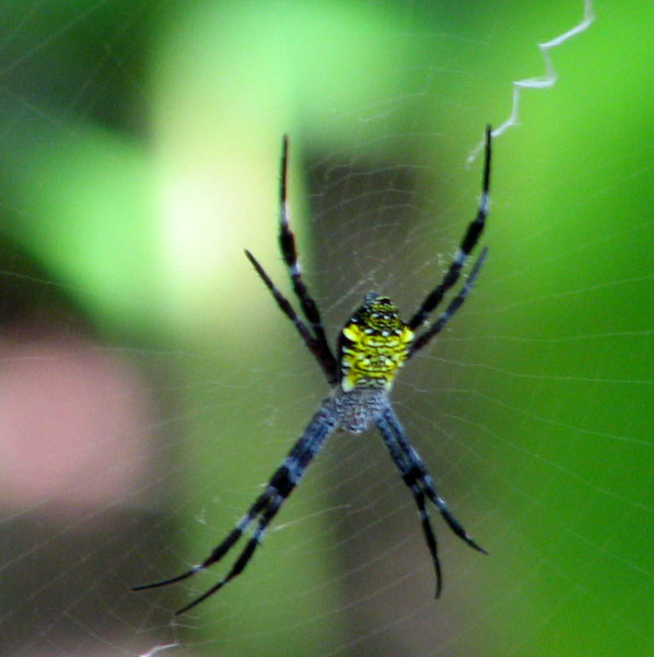 Spider - Silver Argiope - Argiope argentata | Pics4Learning