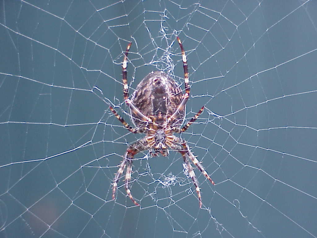 Spider | Pics4Learning