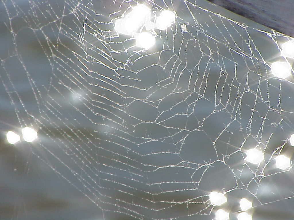 Spiderweb | Pics4Learning