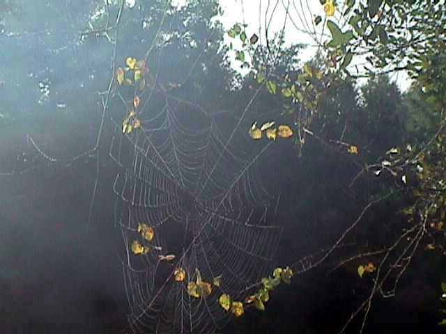 Spider web | Pics4Learning