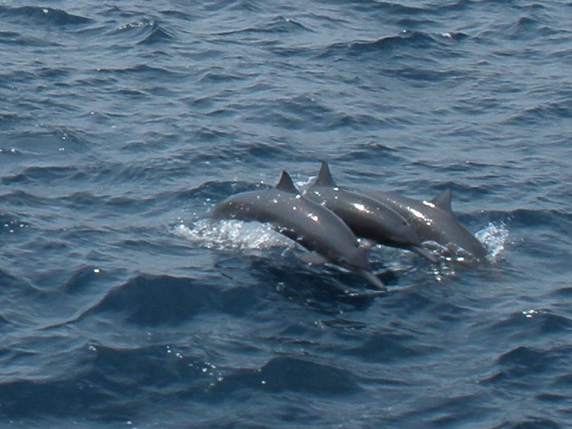 Spinner Dolphins in the Pacific | Pics4Learning