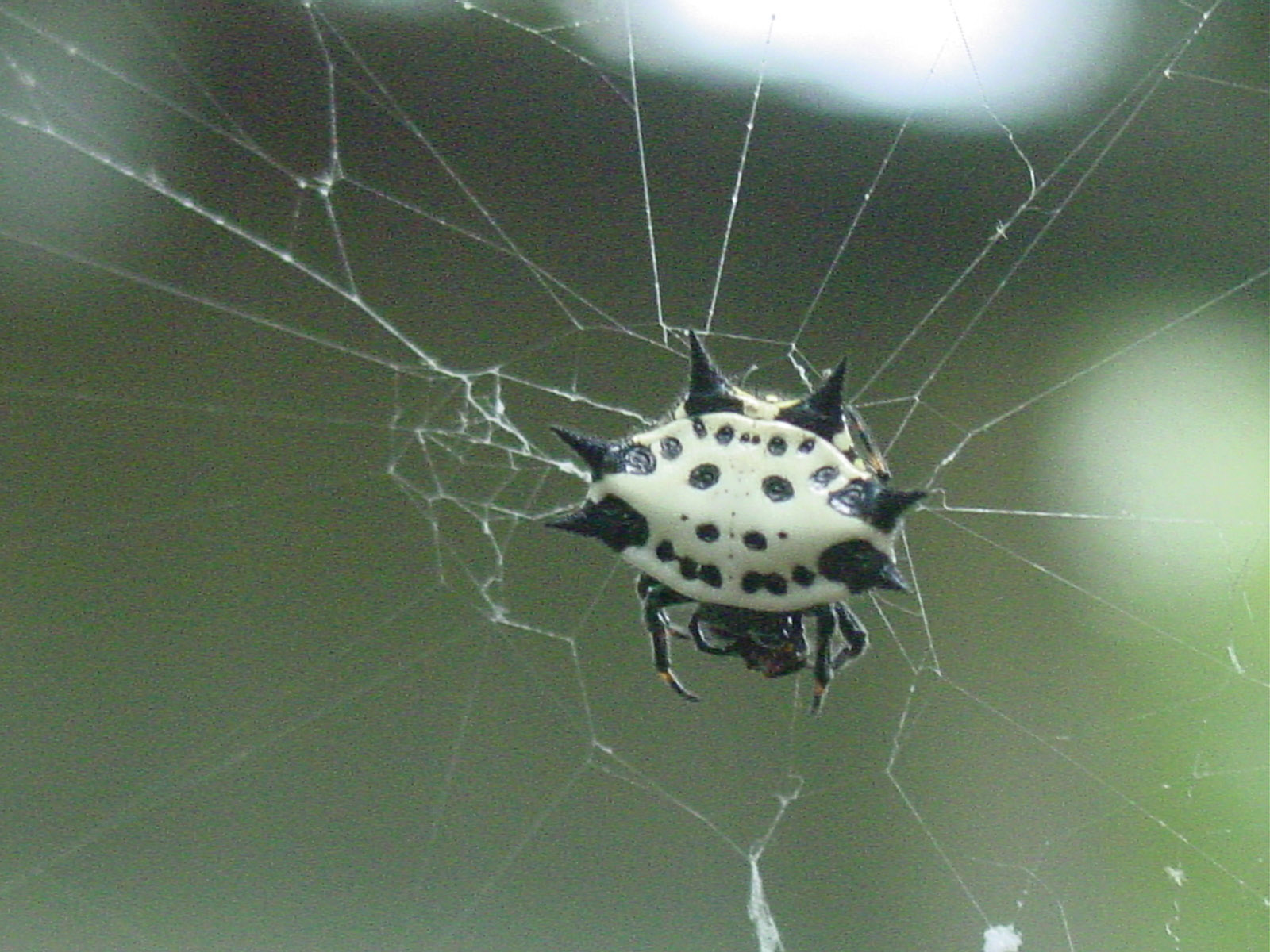 Spiny orb weaver spider. | Pics4Learning