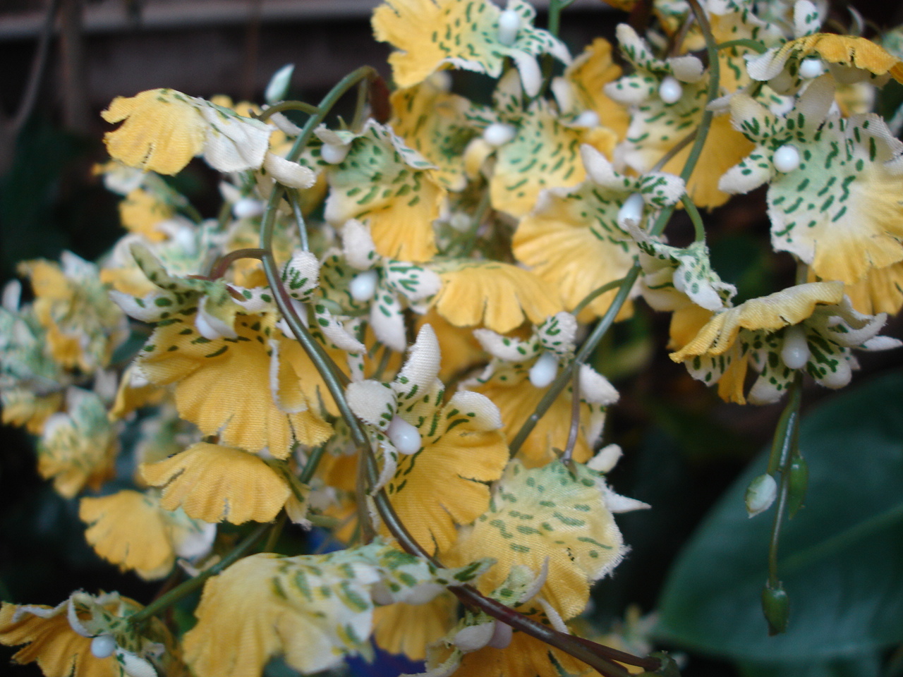 flower | Pics4Learning