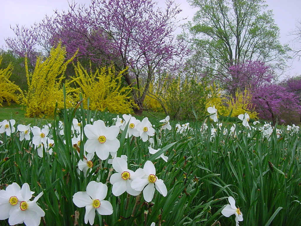 Spring Color | Pics4Learning