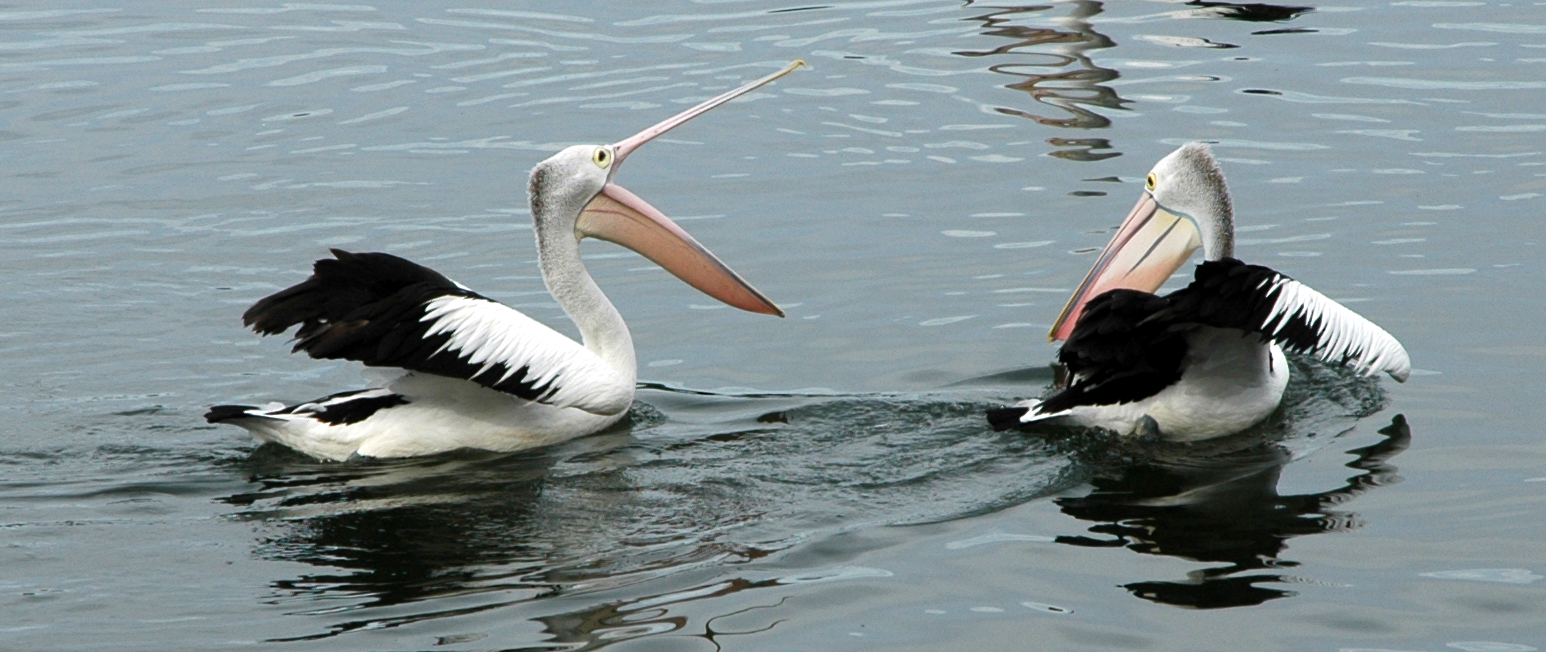 Pelicans squabbling over fishing rights | Pics4Learning