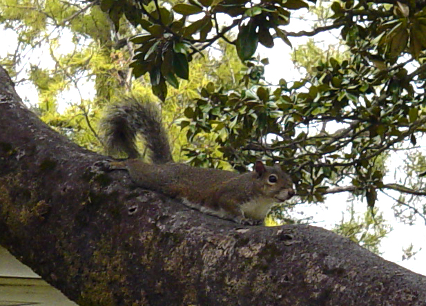 Squirrel Relaxing | Pics4Learning