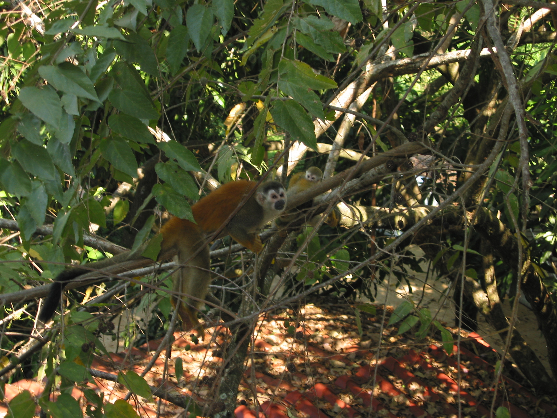 Squirrel monkeys in the rainforest | Pics4Learning