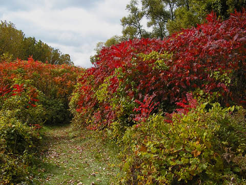 Stag Horn Sumac | Pics4Learning
