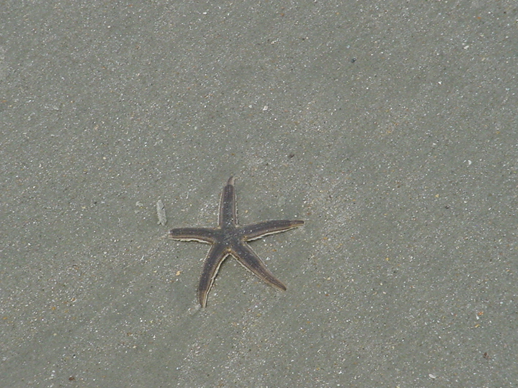 Starfish on the beach | Pics4Learning