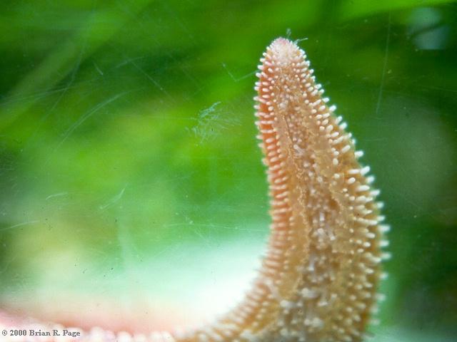 Detail of a starfish's arm. | Pics4Learning