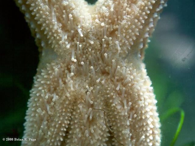 Detail of a starfish's arm. | Pics4Learning