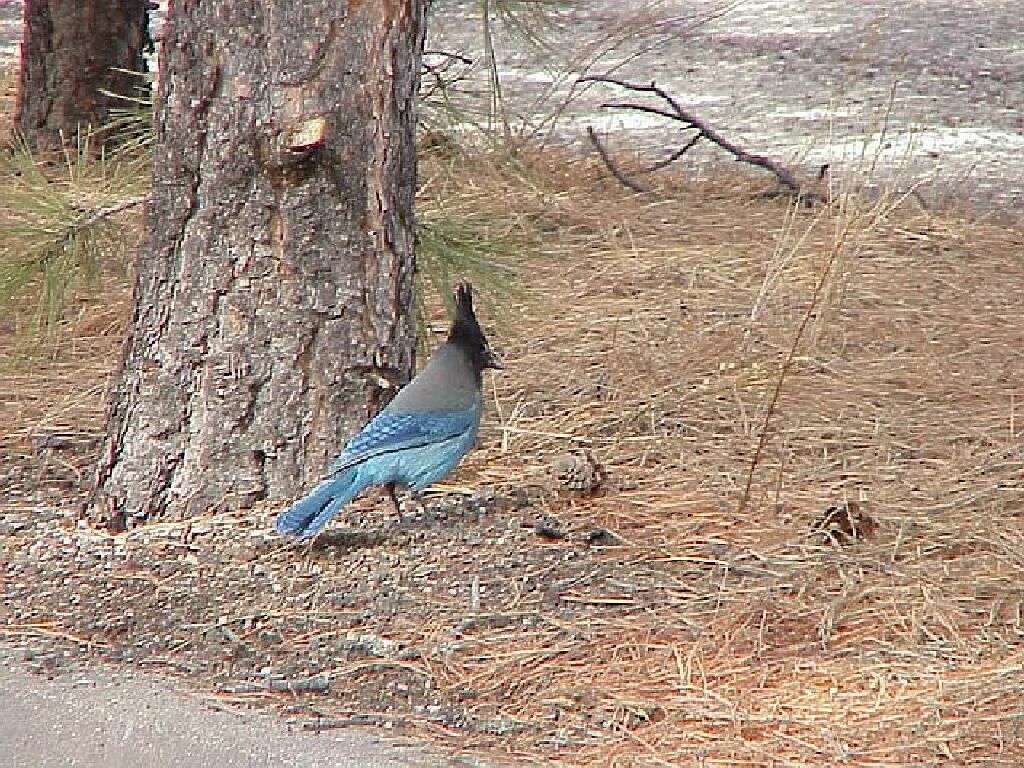 Stellar Jay | Pics4Learning