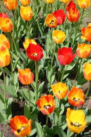 Tulips in St. Petersburg | Pics4Learning