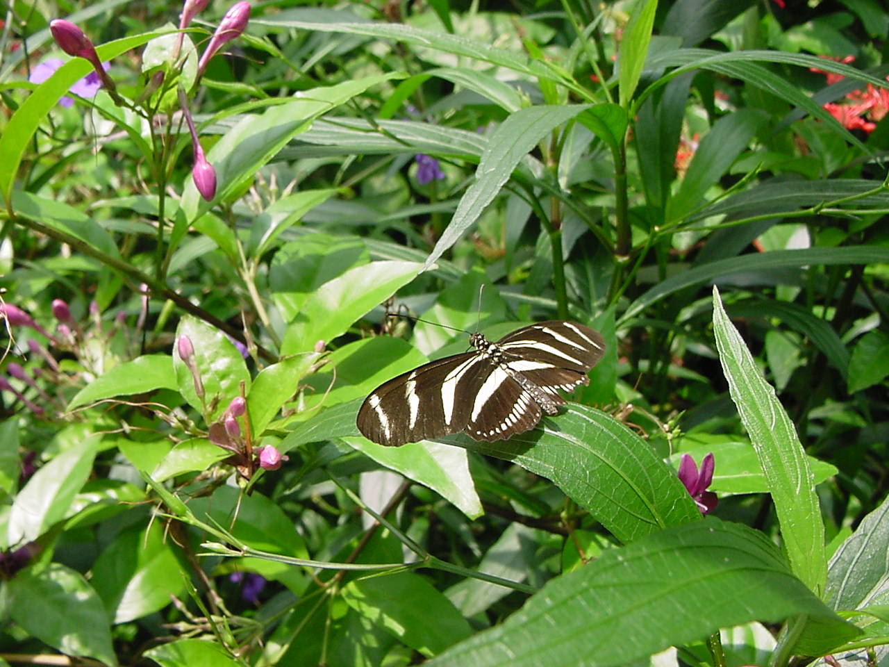 striped butterfly | Pics4Learning