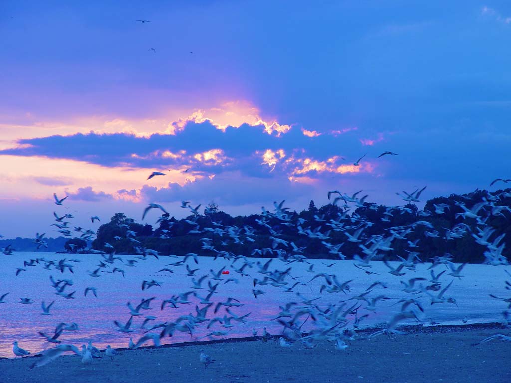 Seagulls at sunset | Pics4Learning