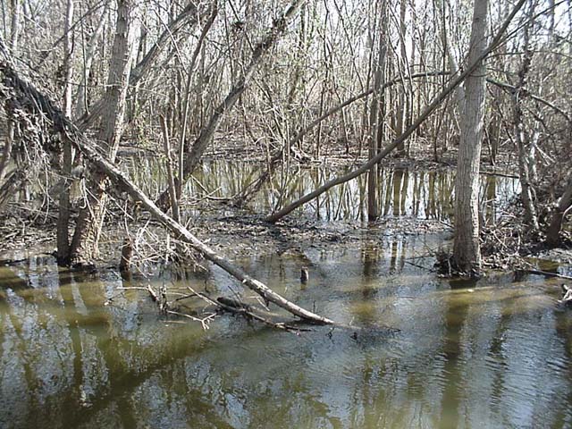 Swamp | Pics4Learning