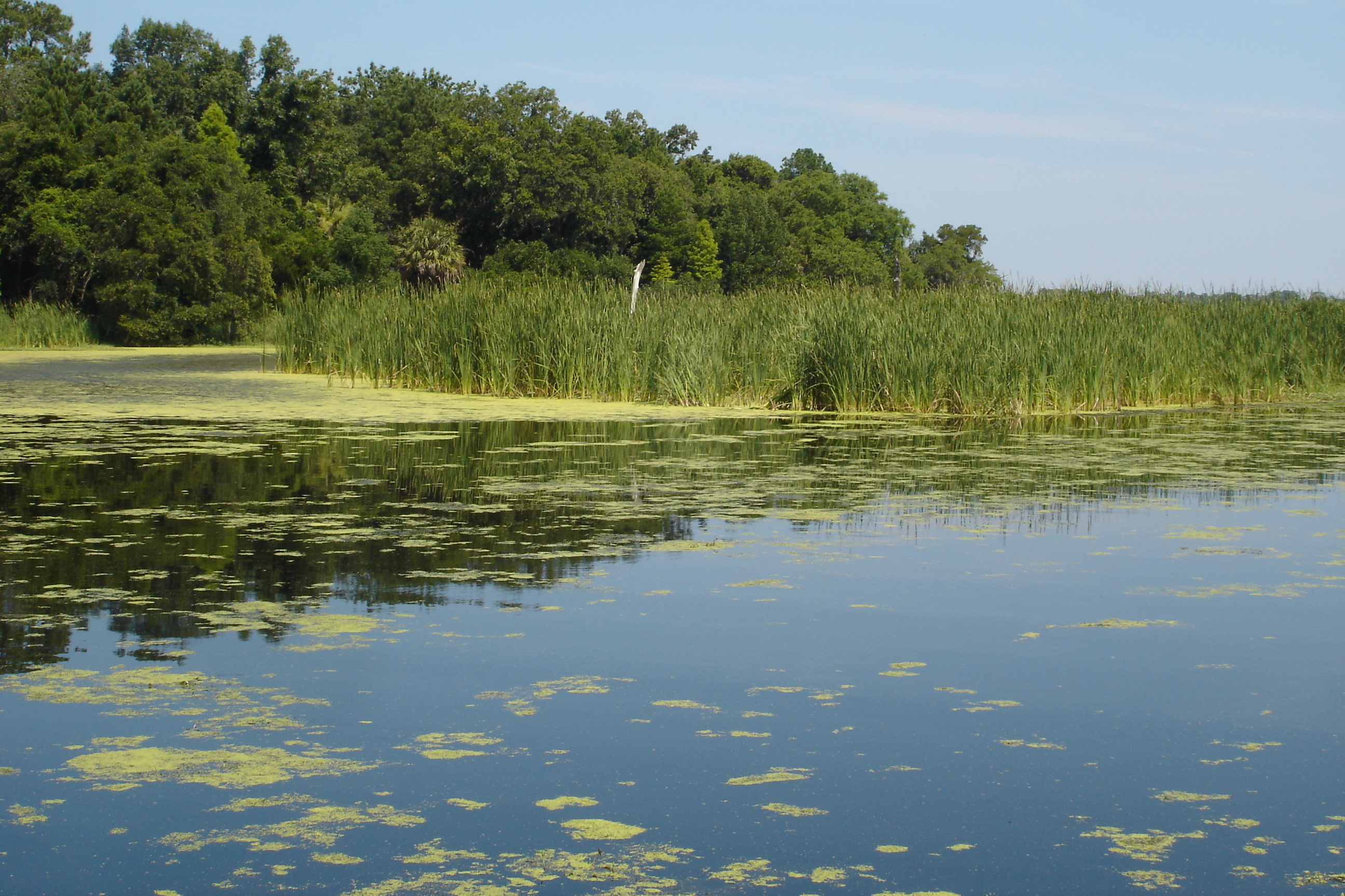 swamp | Pics4Learning