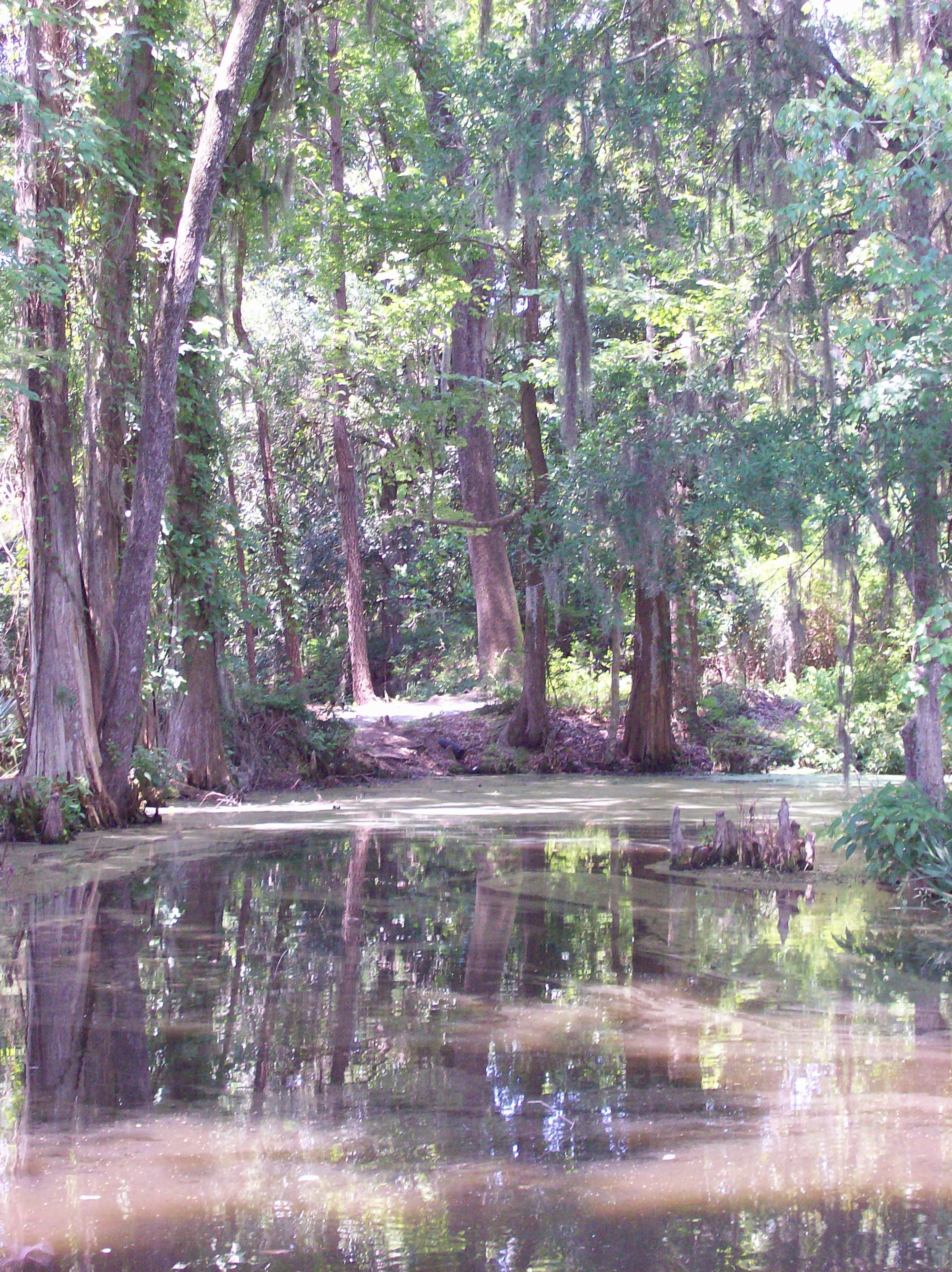 Magnolia Plantation Swamp | Pics4Learning