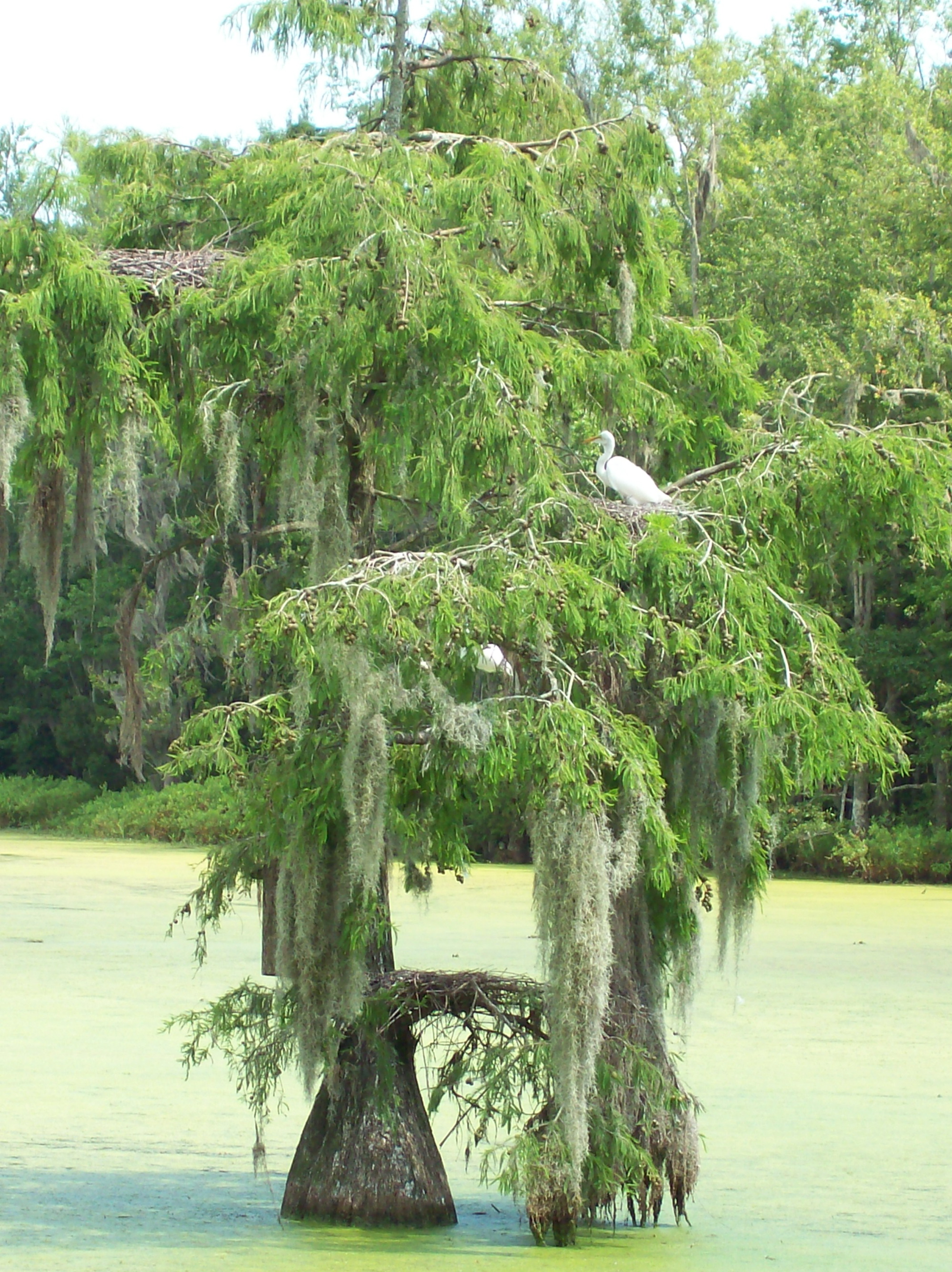 Magnolia Plantation Swamp | Pics4Learning