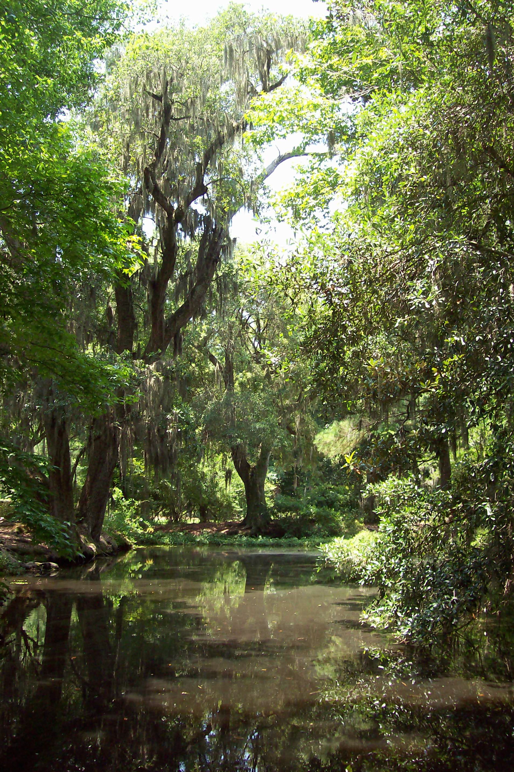 Magnolia Plantation Swamp | Pics4Learning