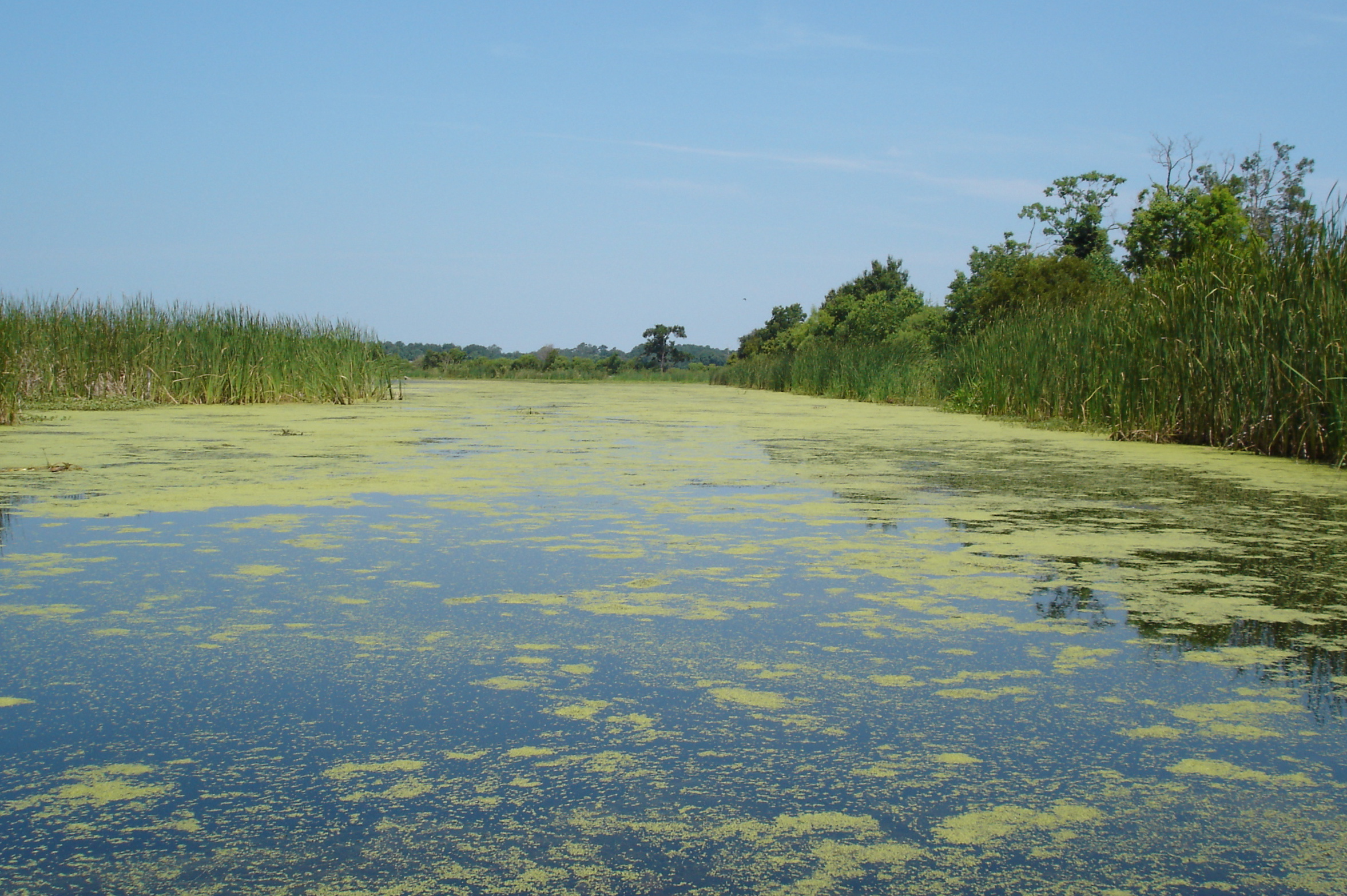 swamp | Pics4Learning