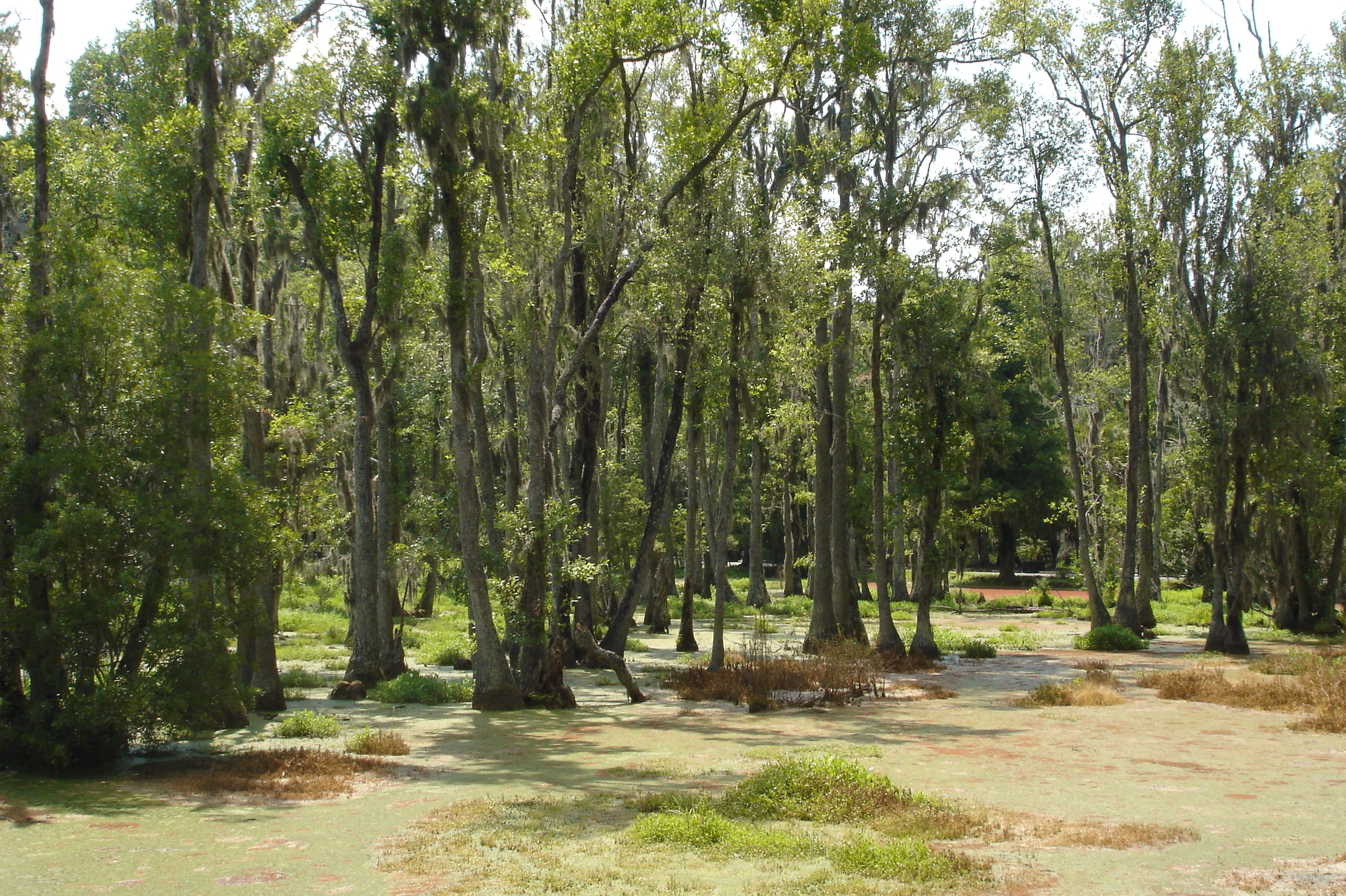 swamp | Pics4Learning