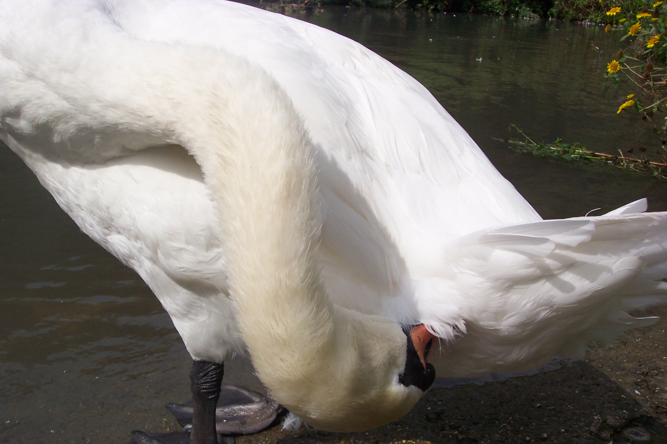 swan | Pics4Learning