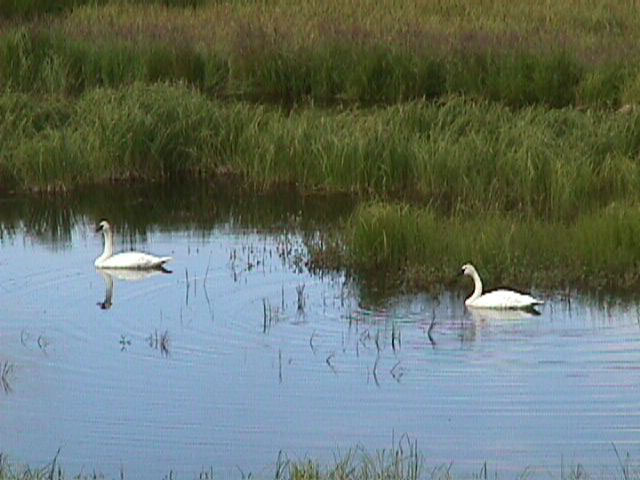 swans | Pics4Learning