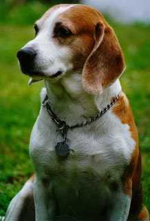 Doc the beagle in a handsome pose | Pics4Learning
