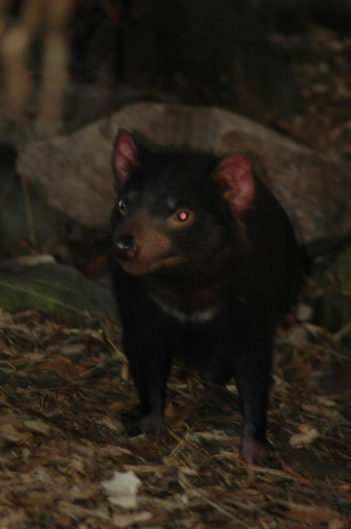 Tasmanian Devil | Pics4Learning