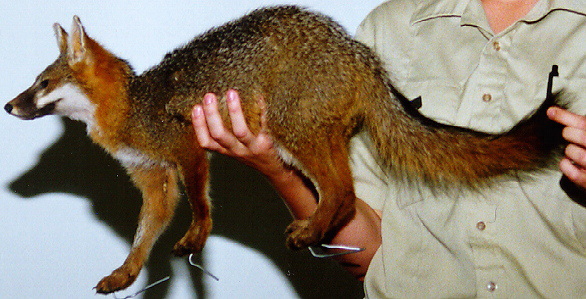 Taxidermed fox Amicalola Georgia | Pics4Learning