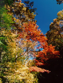 Fall leaves | Pics4Learning