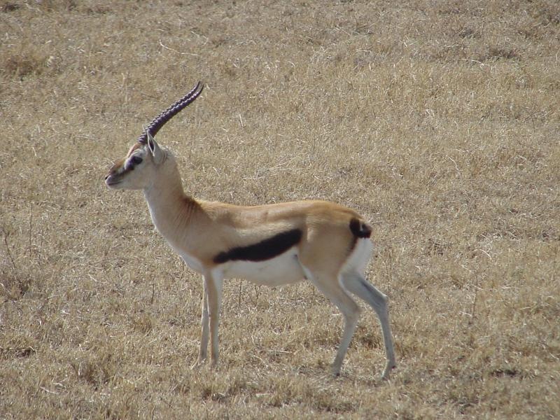 Thompson Gazelle | Pics4Learning