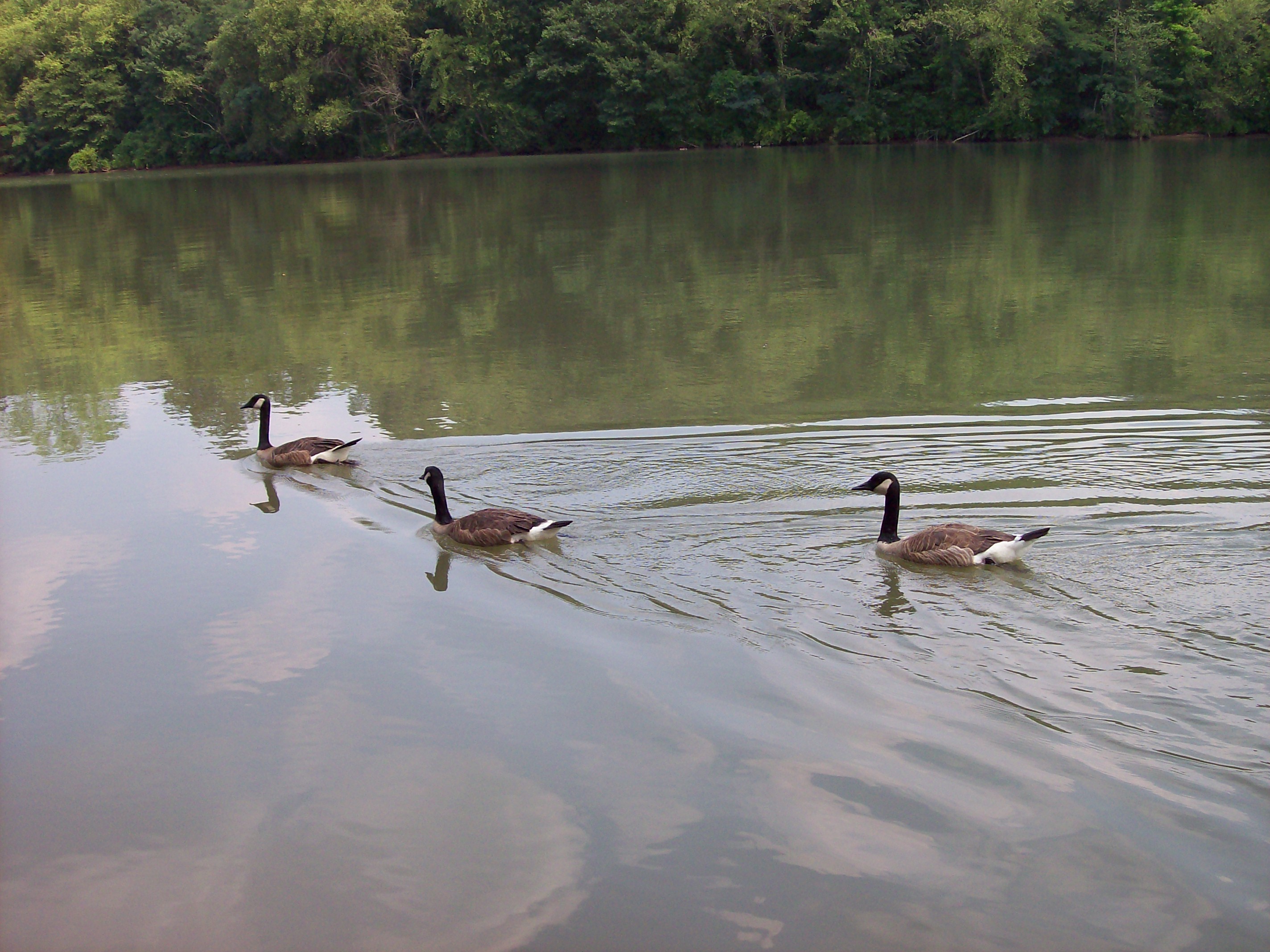 Ducks | Pics4Learning