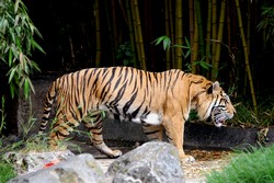 Free Photos for Education | Pics4Learning