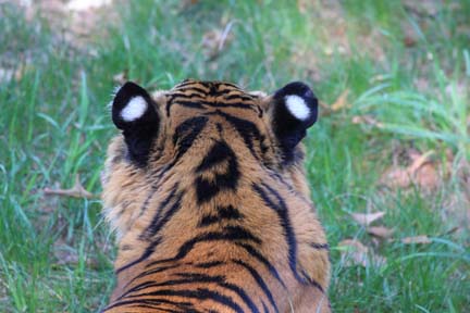 eyes in the back of her head | Pics4Learning