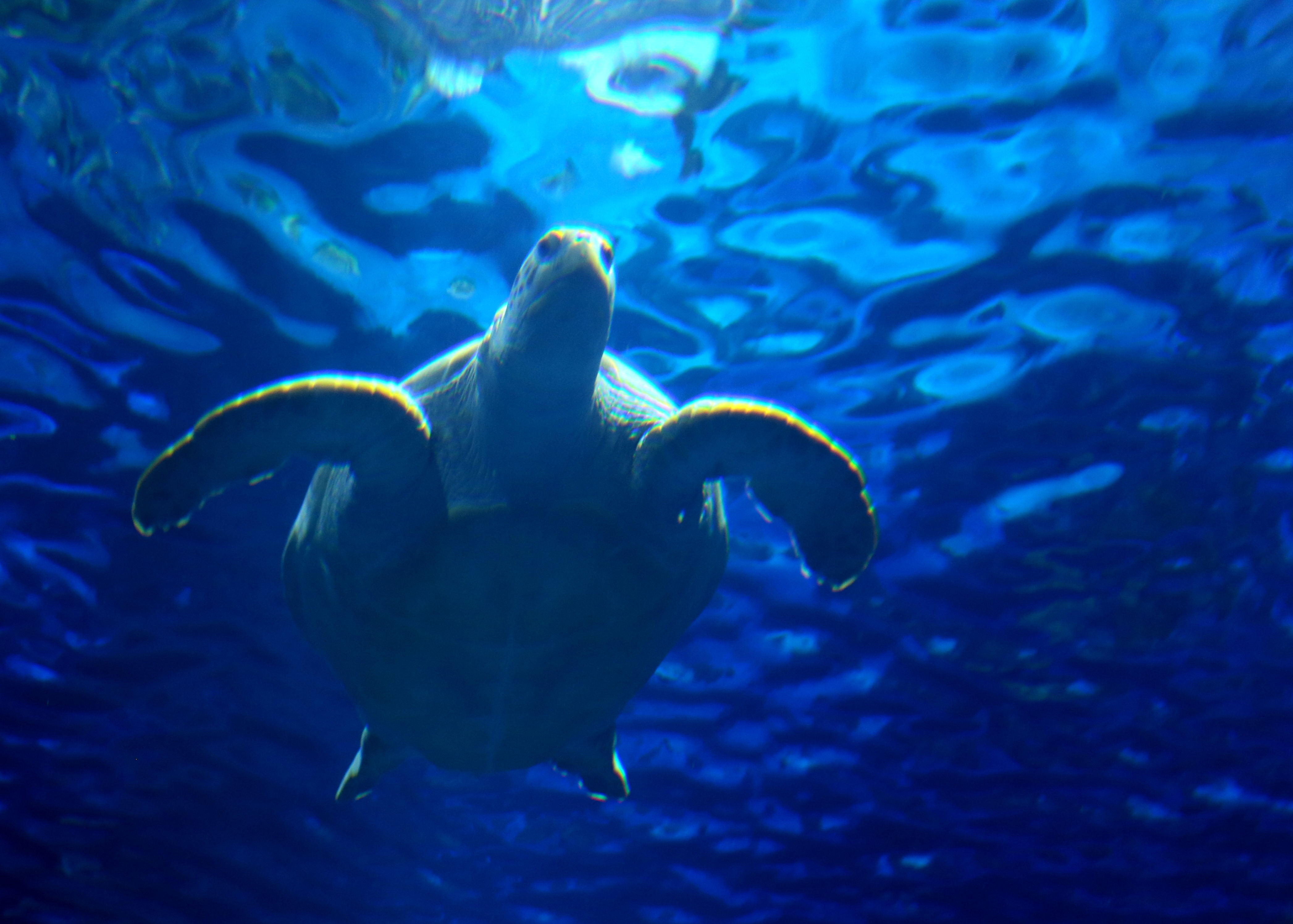 Sea Turtle | Pics4Learning