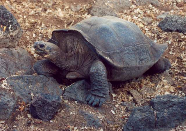 Tortoise | Pics4Learning