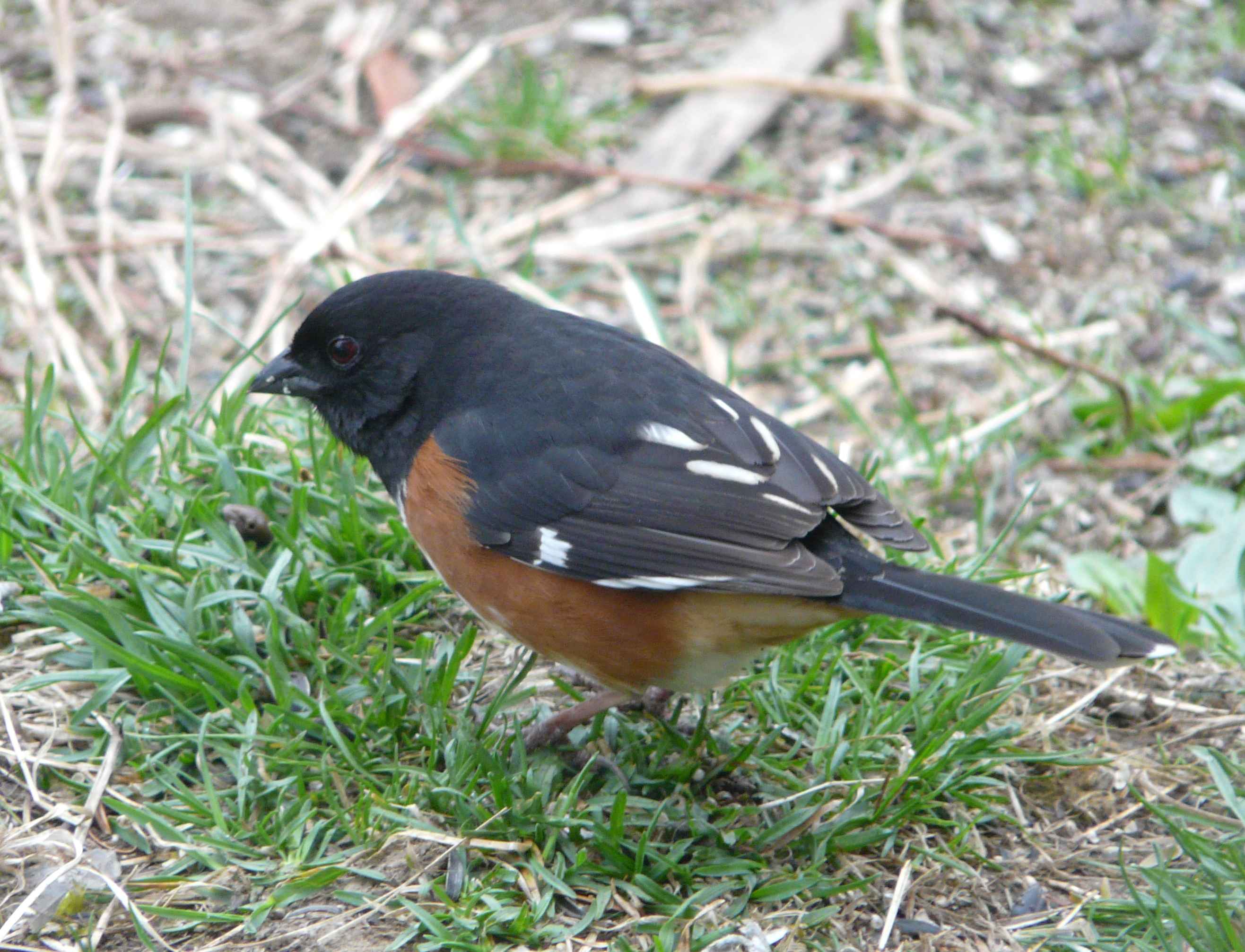 Easten Towhee Feeder Visit | Pics4Learning