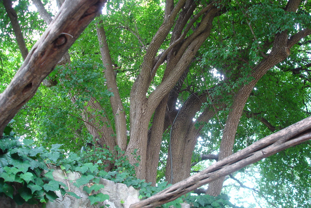 Forest | Pics4Learning