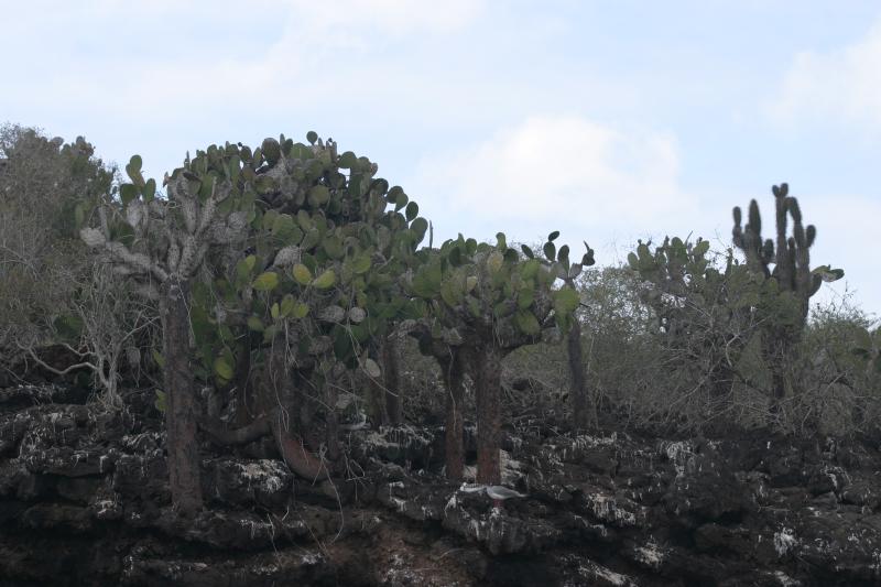 Tree Cactus | Pics4Learning