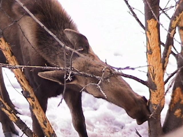 Tree damage by hungry moose during winter | Pics4Learning