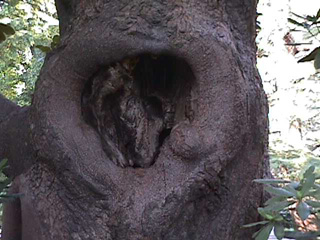 Knot in a tree | Pics4Learning