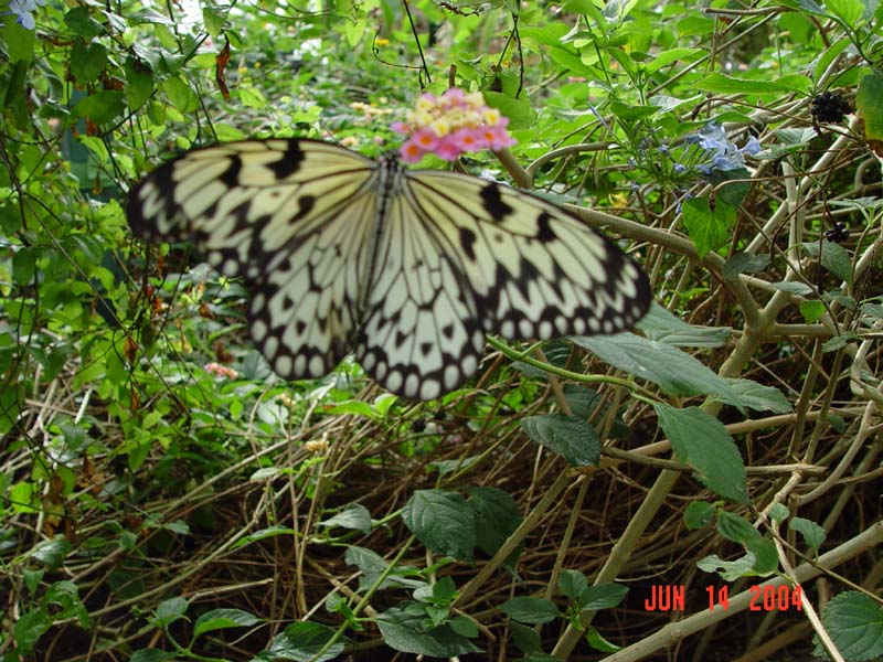 Tree Nymph Butterfly | Pics4Learning
