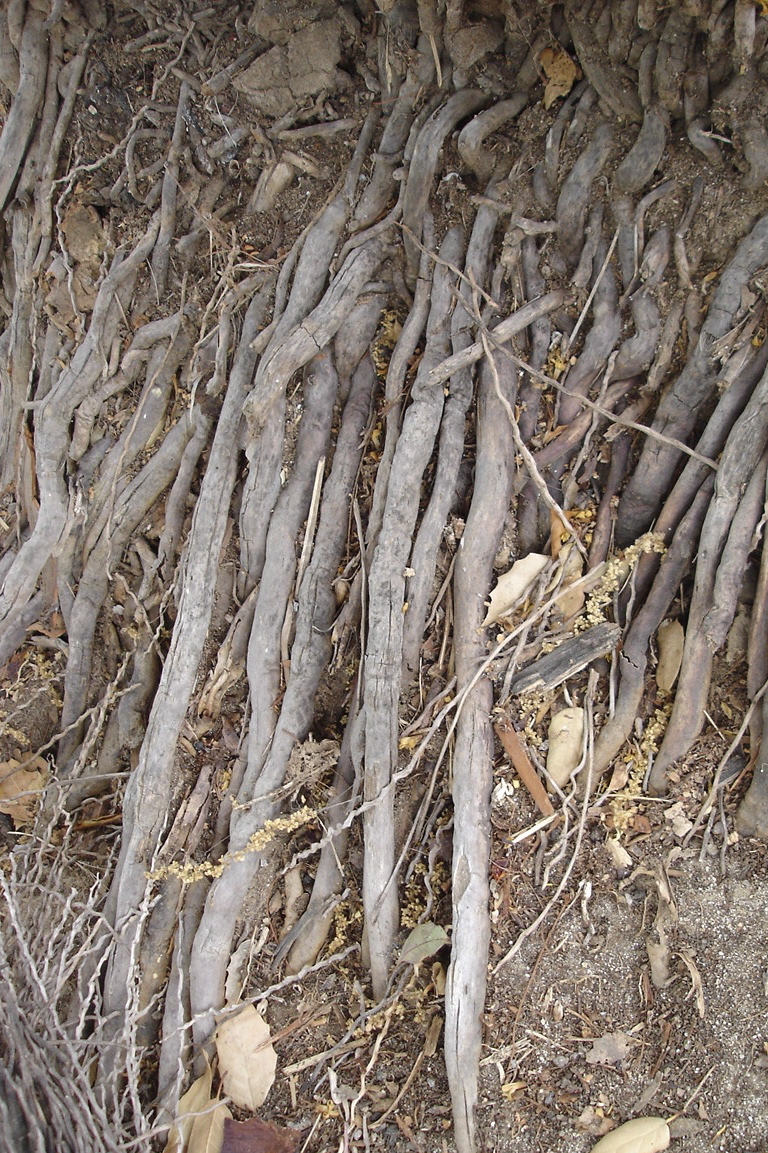 Roots | Pics4Learning