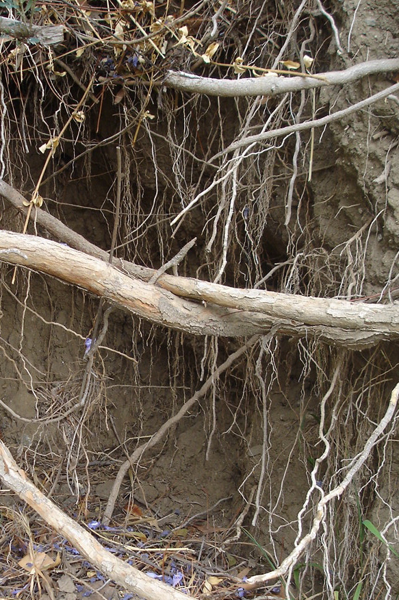 Roots | Pics4Learning