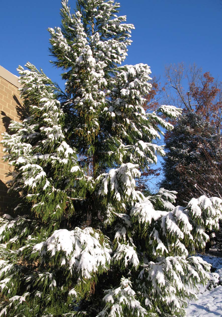 evergreen snow | Pics4Learning