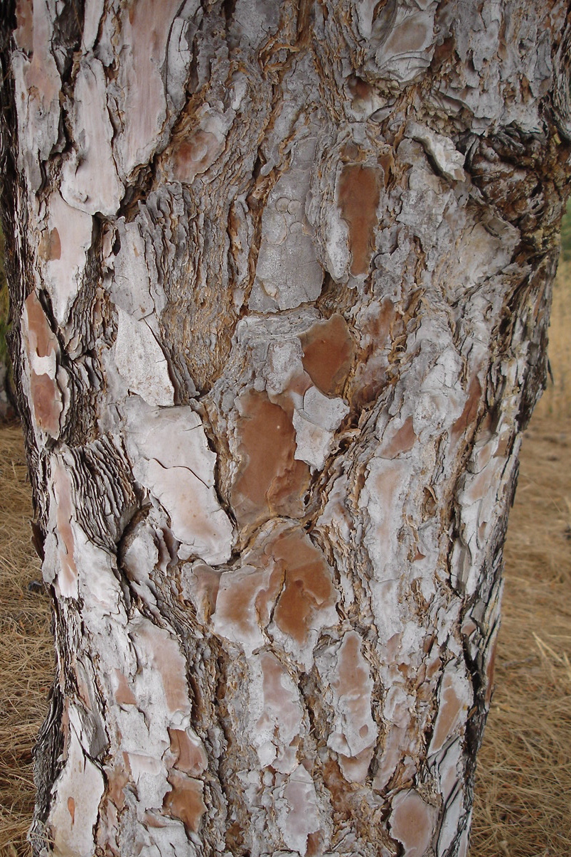 Tree Trunk | Pics4Learning