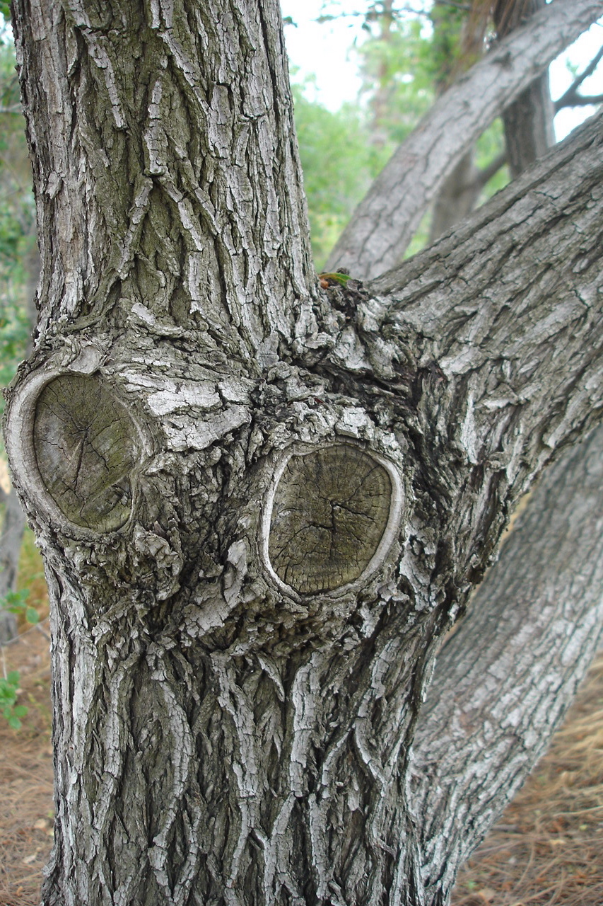 Tree Trunk | Pics4Learning